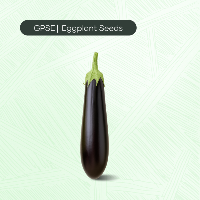 Bulk & Wholesale Seeds Canada – Best Prices | GPSeeds